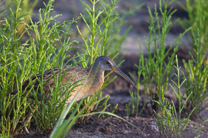 Clapper Rail (Rallus longirostris)